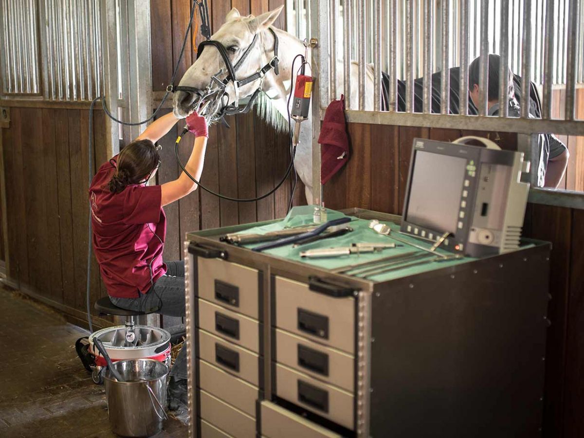 Pferdezahnarzt in Leipzig - Pferdepraxis Dr. Manders für Zahnheilkunde